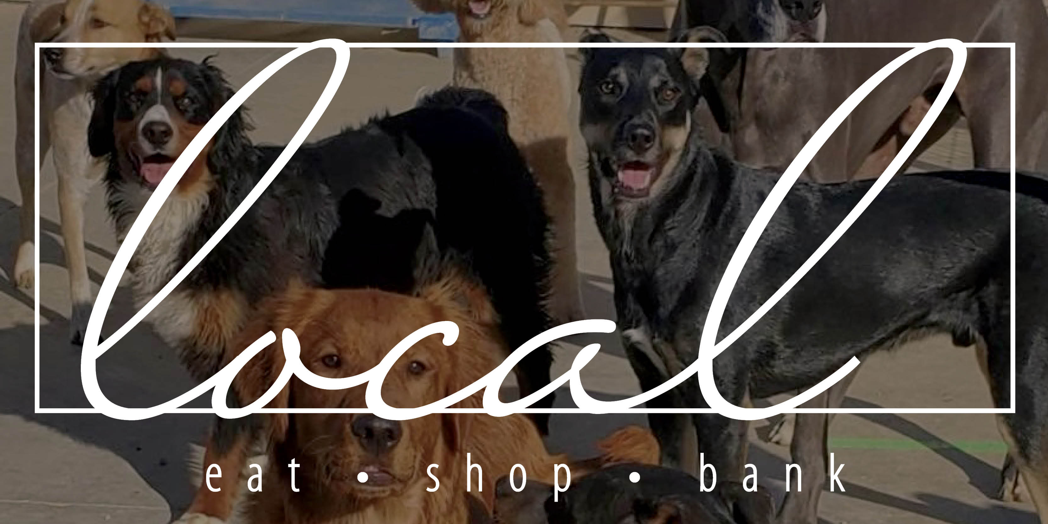 Spotlight on Four Paws Salon and Retreat